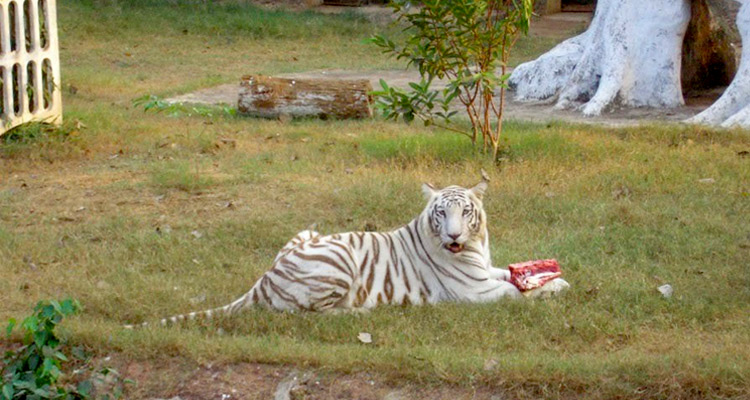 Nandankanan Zoological Park Bhubaneswar (Timings, Entry Fee, Safari ...