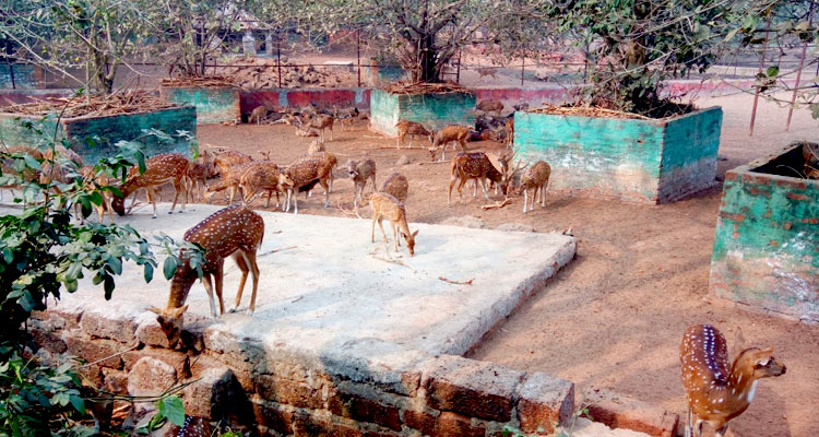 Nandankanan Zoological Park Bhubaneswar (Timings, Entry Fee, Safari ...